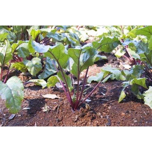 SPRAY FREE BEETROOT Medium Size Red 1.3 KG Bag Katikati Grown